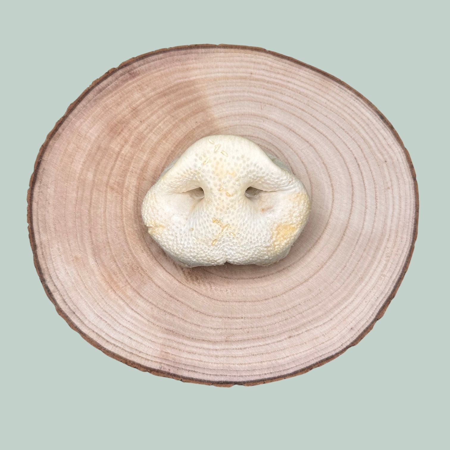 Puffed Pork Snouts I Natural Treats for Dogs – Wellness for Woofs